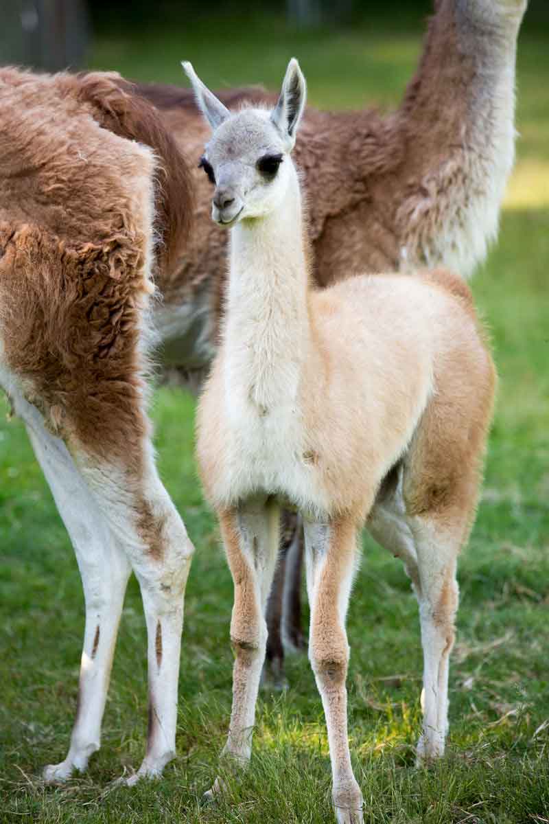 Episode 4: The Great Guanaco Escape - A Fiber Life